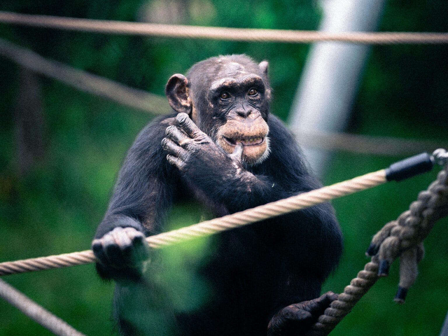 Canada Strong Pass 2025: Your Ultimate Guide to Free Canadian Attractions